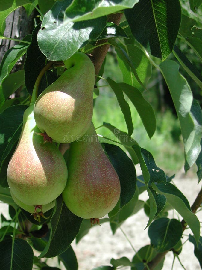 Branch with Pears of Pyrus Communis Tree Stock Photo - Image of ripe ...