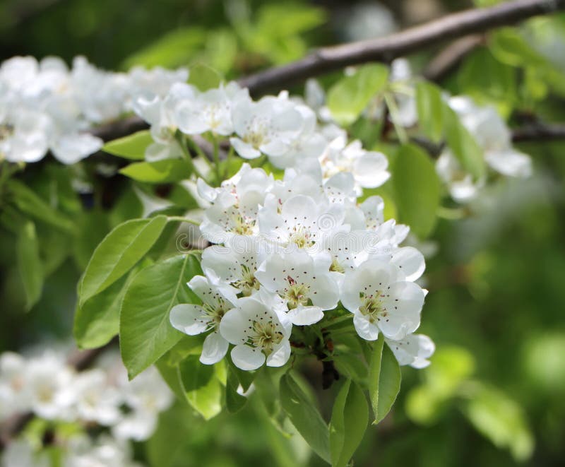 Pyrus Communis (common Pear) Stock Image - Image of spring, pyrus ...
