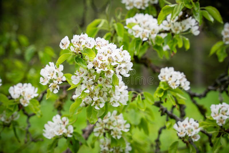 Pyrus Communis, the Common Pear Flowers in Spring. Stock Photo - Image ...
