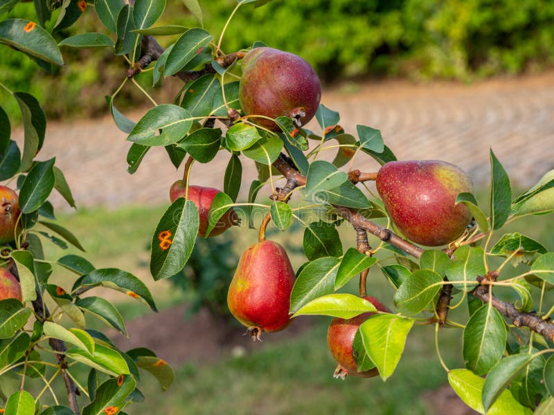 Pyrus Communis Red Williams Christ Pear Stock Photo - Image of branch ...