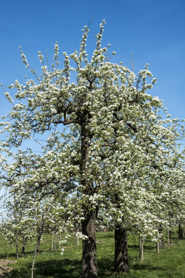 Old Pear Tree in Full Flower Stock Image - Image of fruit, full: 206129835