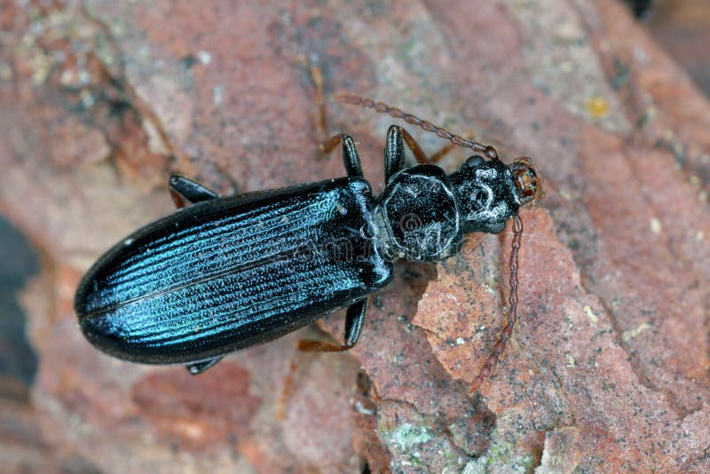 Pytho Depressus (Pythidae Family) Under Pine Bark. Typical Blue Form of ...