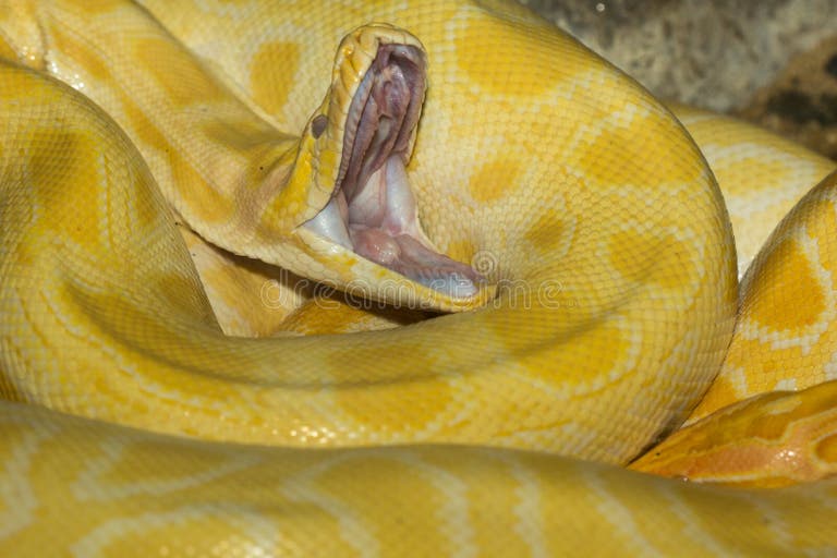 Python蛇 库存图片. 图片 包括有 肥胖, 题头, 查找, 爬行动物, 陆运, 特写镜头, 可怕, 放松 - 56530543