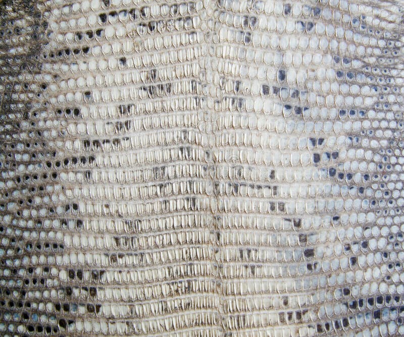 Python stock image. Image of cutaneous, keratin, snake - 13751371