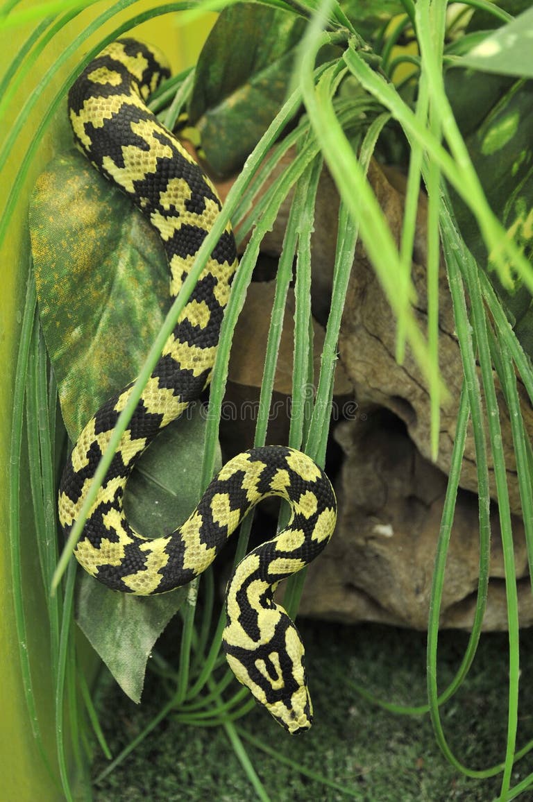 644 Baby Python Stock Photos - Free & Royalty-Free Stock Photos from ...