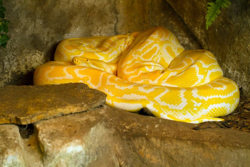 Python image stock. Image du noir, nature, domestiqué - 32467817