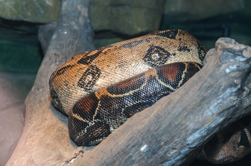 Afrikaanse Rotspython (Pythonsebae) Stock Foto - Afbeelding bestaande ...