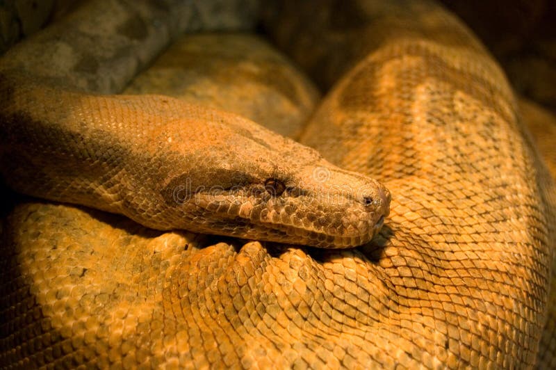 Nightmare of snakes stock photo. Image of hallowen, abstract - 4862554