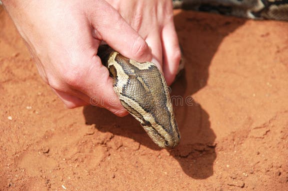 259 Standing Python Stock Photos - Free & Royalty-Free Stock Photos ...