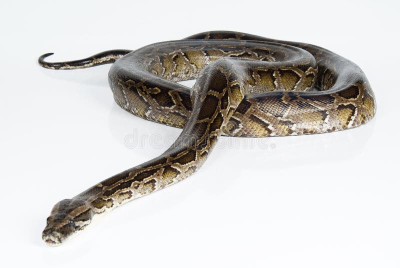 Black Snake III stock image. Image of abstract, predator - 54930923