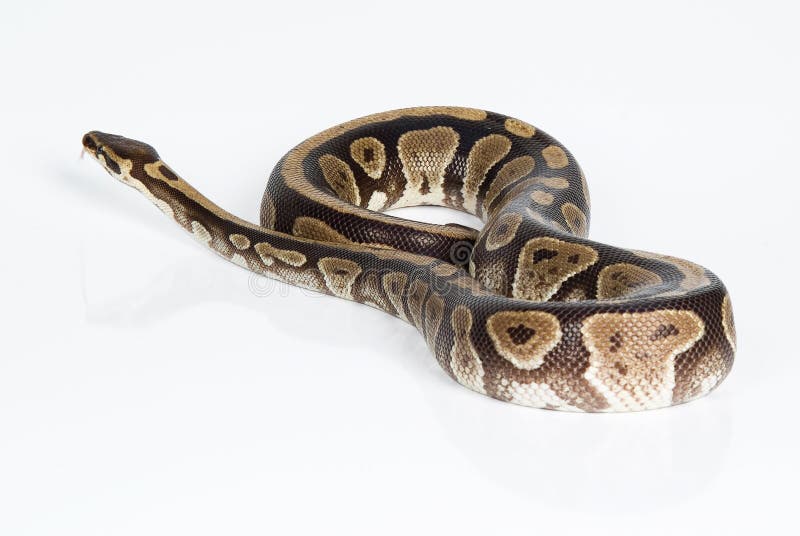 Python Picture. Image: 9649013