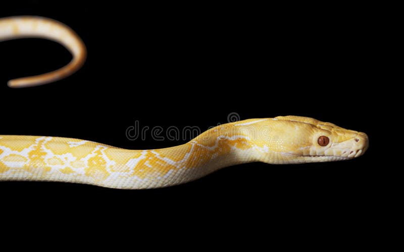 Python albinos de tigre photo stock. Image du jaune, vertébré - 29124272