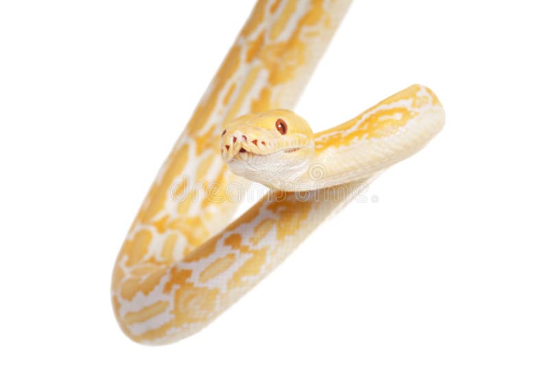 Python Albinos De Tigre De Lavande Image stock - Image du carnassier ...