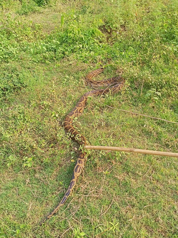 Python in Assam Forest Area Stock Photo - Image of garden, agriculture ...