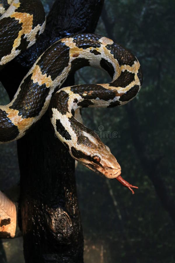 Python stock photo. Image of phobia, forest, mingle - 106551018