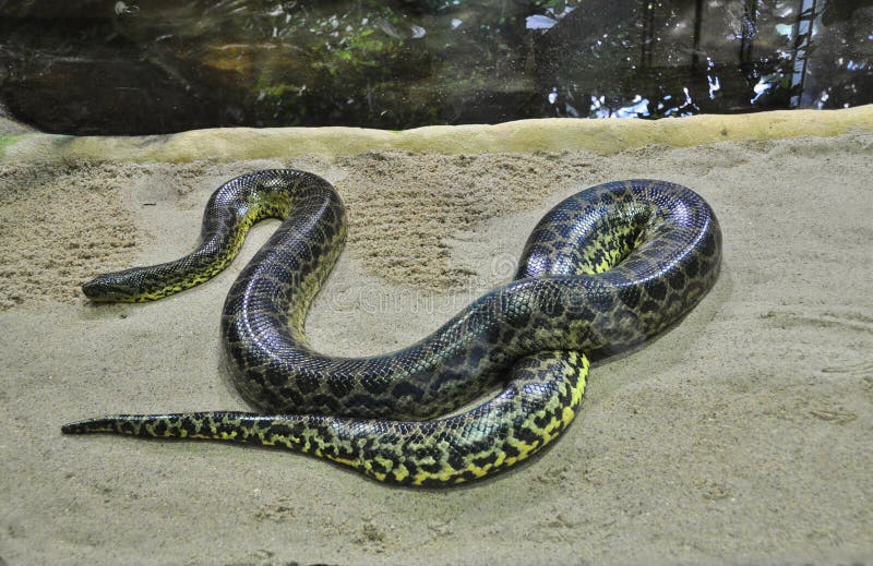Carpet Python stock photo. Image of creeper, hawk, moss - 52840374