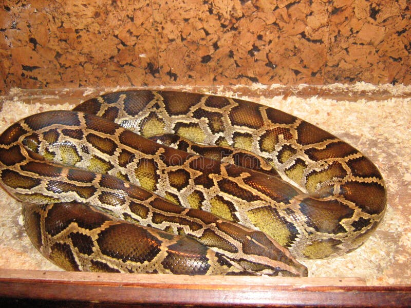 Python Big Snake Boa Reptile Snake Skin Stock Image - Image of ...