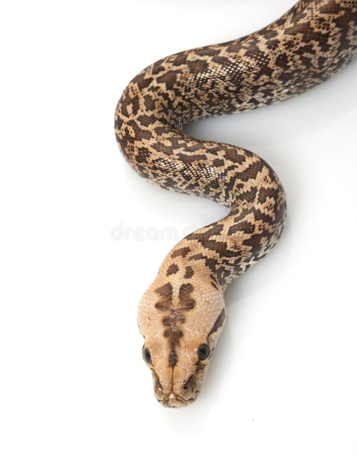 Python birman de granit photo stock. Image du coloré, faune - 7964614