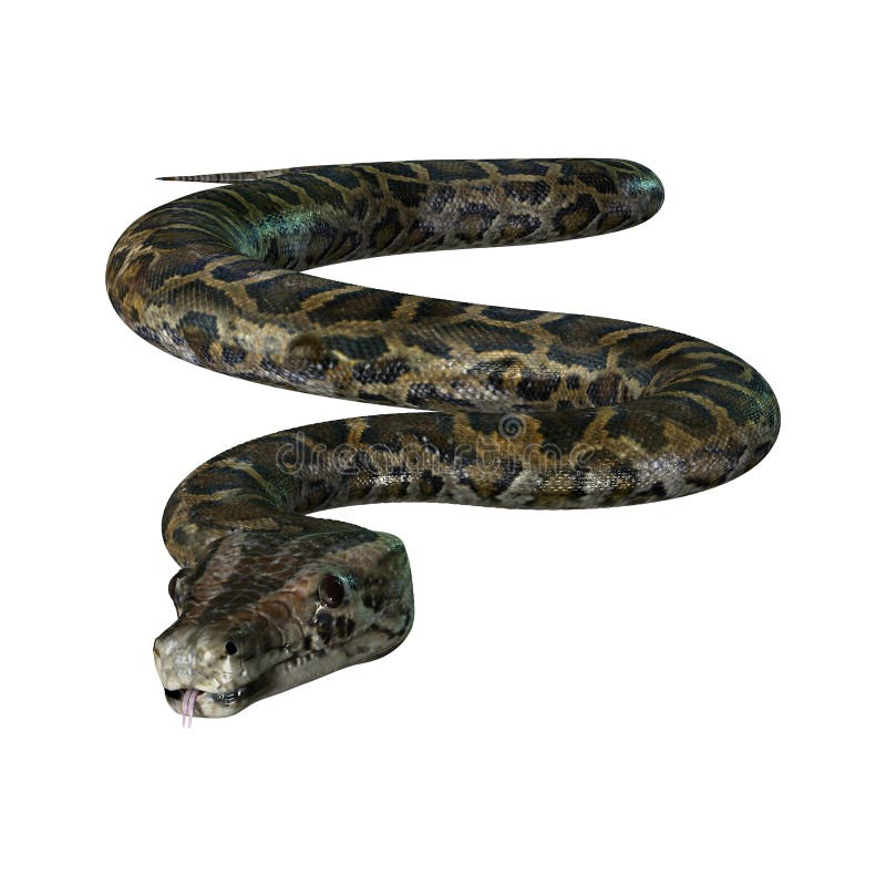 Python Birman De L'illustration 3D Sur Le Blanc Illustration Stock - Illustration du fond ...
