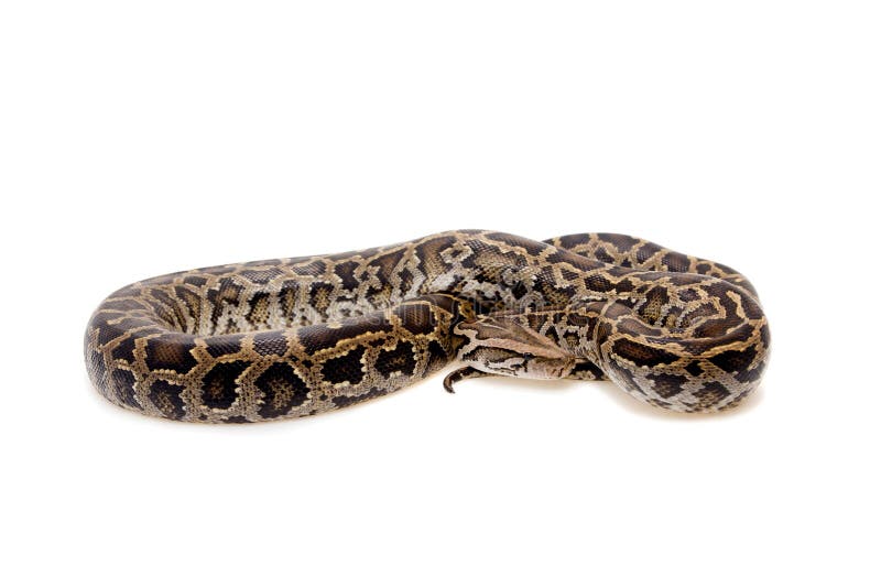 Royal, Python De Bille (de Fondation Royale) Image stock - Image du ...