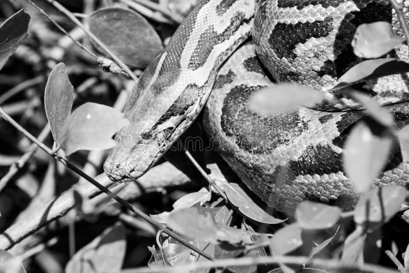 Python Black and White in Shrubs Stock Image - Image of walking ...
