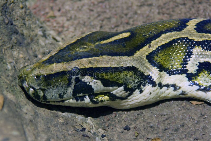 Snake Scaly Runner Reptile Innocuous Terrarium Stock Image - Image of ...