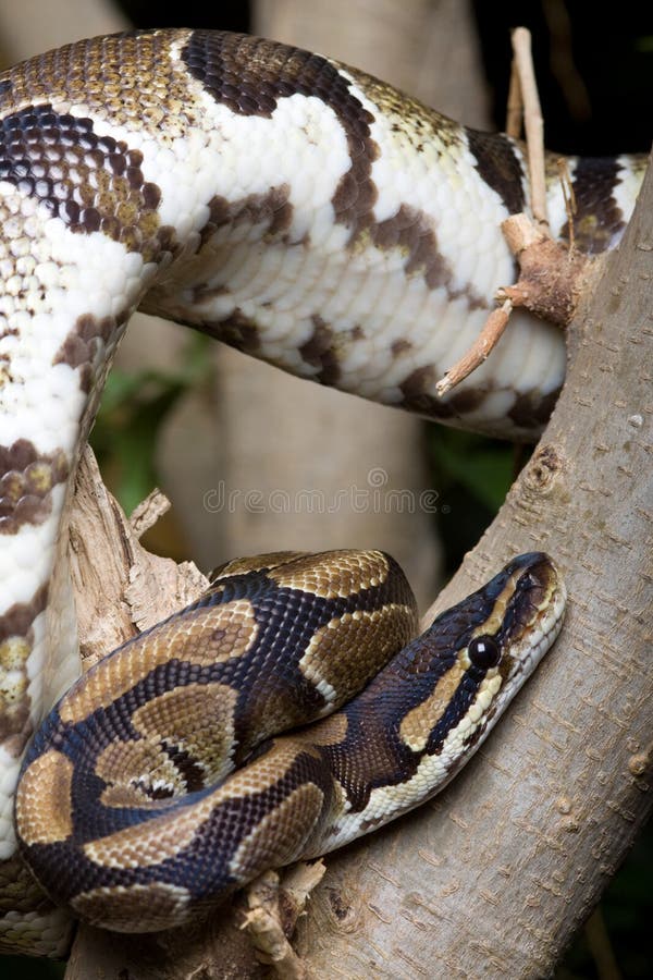 Python with body stock image. Image of structure, snake - 38220055
