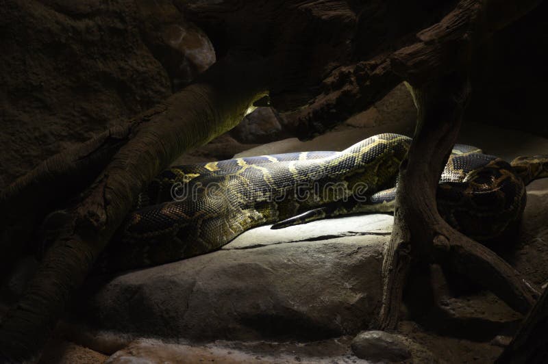 Python stock image. Image of growing, icon, gray, attraction - 91666479