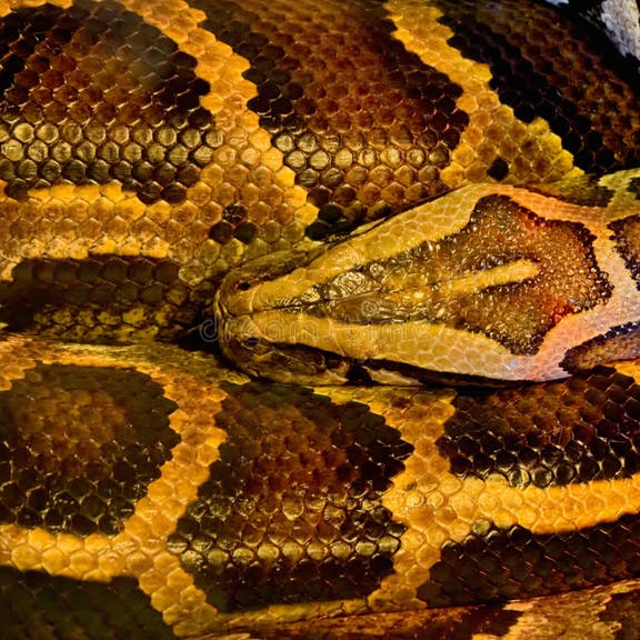 Python stock image. Image of royal, nature, regius, texture - 40197477