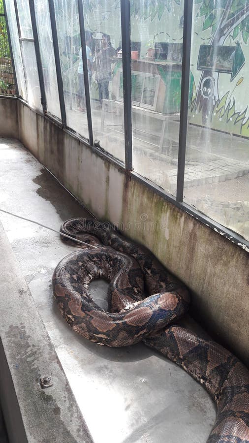 Python Cage editorial photo. Image of malaysia, python - 161028296