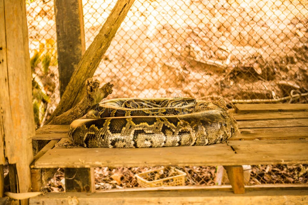 Python in Cage at Thai Country Stock Image - Image of animal, head ...