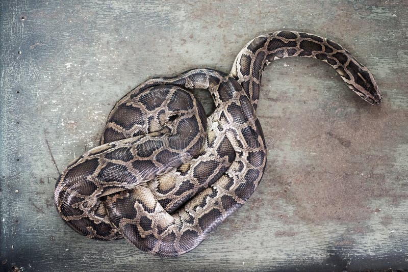 Python snake in Penang stock image. Image of nature - 108292019