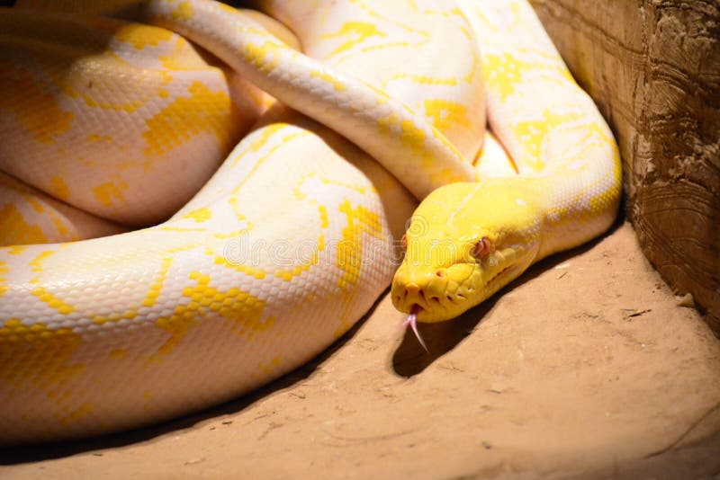 Python stock photo. Image of variation, meters, call - 80418758