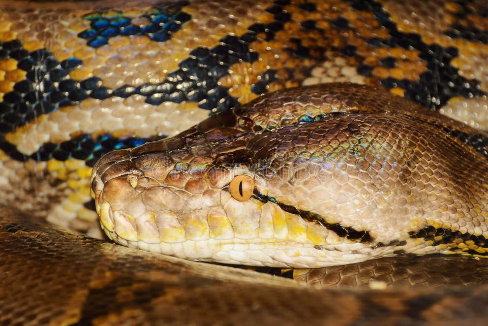 Python stock photo. Image of reptilian, serpent, fauna - 42095762