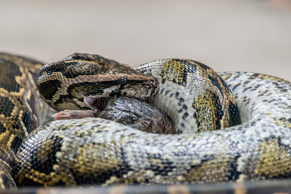Python Consuming Rat during Feeding Time in Mini Zoo in Miri. Stock ...