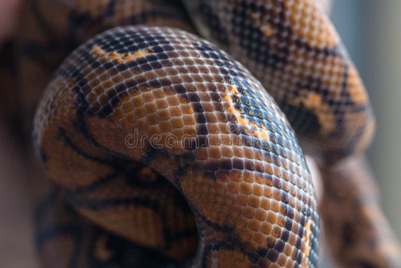 Python Curled Up on Blurred Background. Snake Texture, Background ...