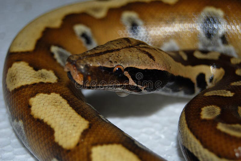 Blood Curtus Sumatran Short Tailed Python Snake Stock Photo - Image of insect, narrow: 219102244