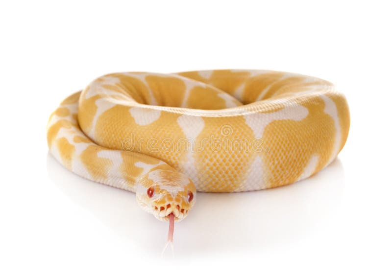 Python De Boule Dans Le Studio Photo stock - Image du royal, fond ...