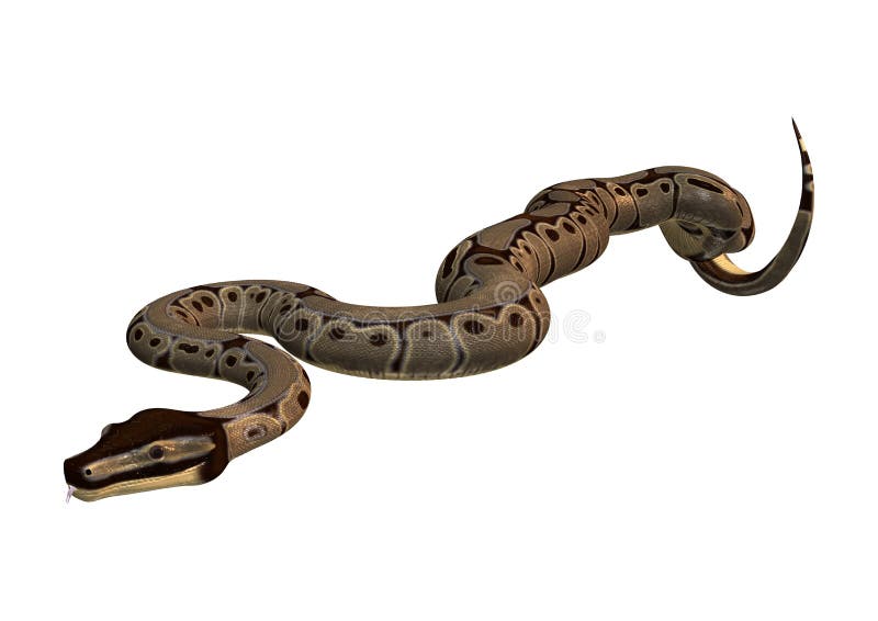 Python De Boule Sur Le Blanc Illustration Stock - Illustration du ...