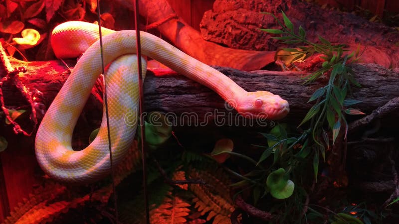Python De Tapis De Darwin Albinos Photo stock - Image du tapis, beau ...