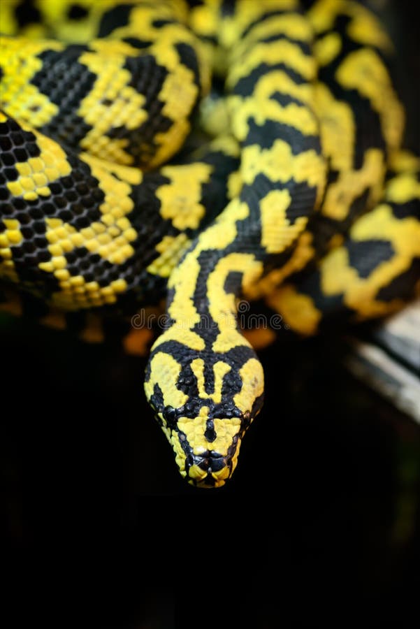 Attaque De Python De Tapis De Jungle Image stock - Image du animal ...
