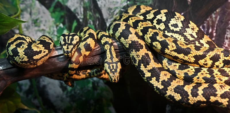 Attaque De Python De Tapis De Jungle Image stock - Image du animal ...