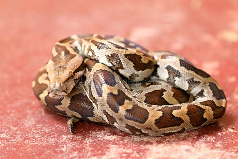 Tigre de python image stock. Image du tigré, sauvage - 76880815