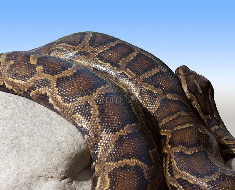 Python detail on a stone stock image. Image of environment - 21691885