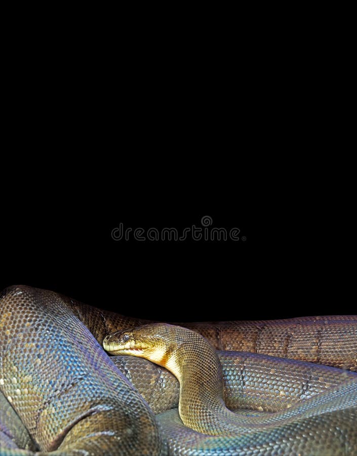 Python Du ` S De Macklot Ou Python Couvert De Taches De Rousseur Dans ...