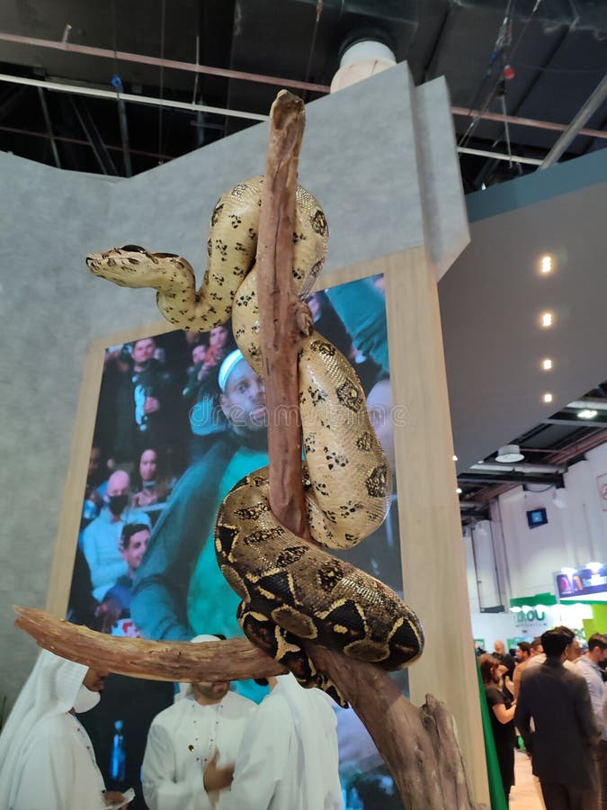 Python in dubai UAE editorial photography. Image of convention - 247185242