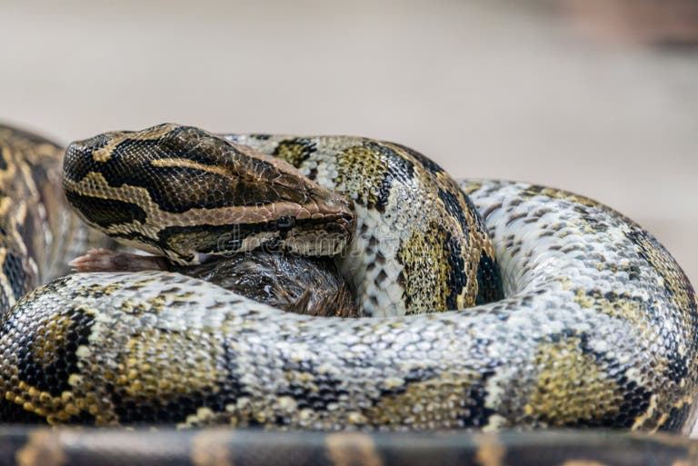 Python Eating Rat during Meal Time in Mini Zoo in Miri. Stock Photo ...