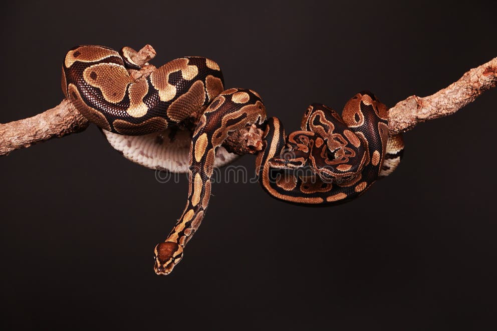 Python entwined stock photo. Image of germany, limb, beauty - 91119590