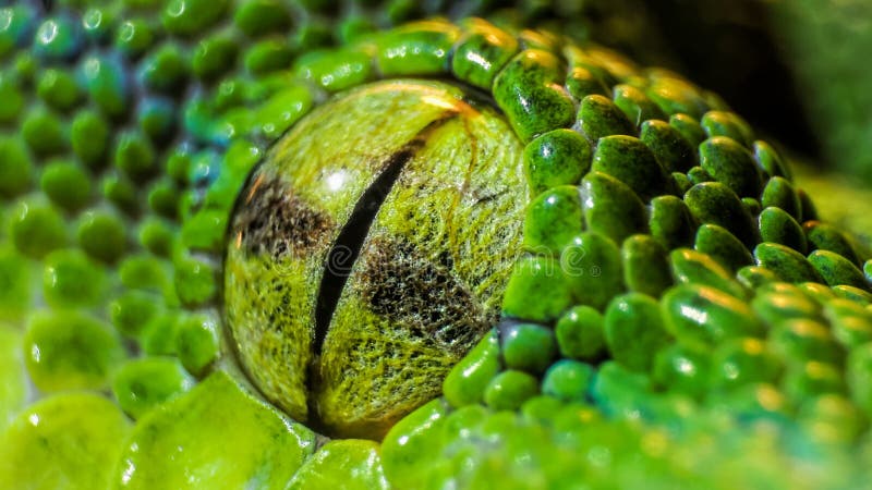 European Eagle Owl Eye Closeup Stock Photo - Image of nature, staring ...