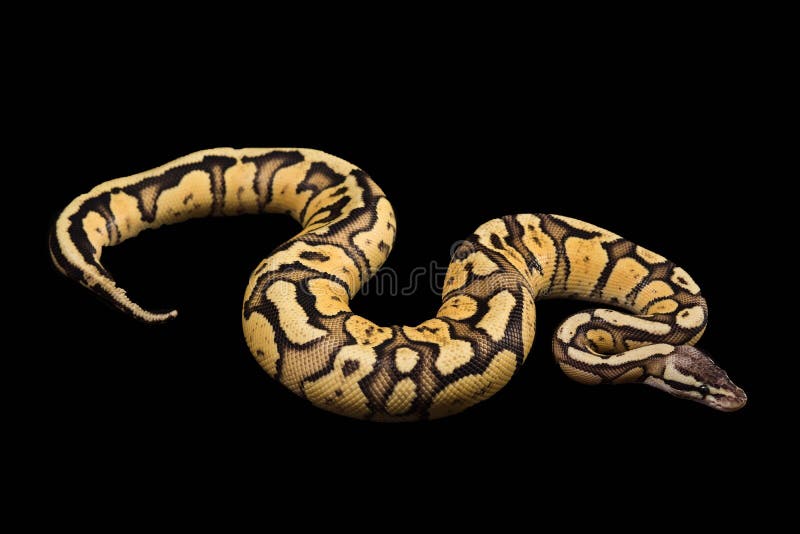 Python Femelle De Boule La Luciole Morph Ou Mutation Photo stock ...